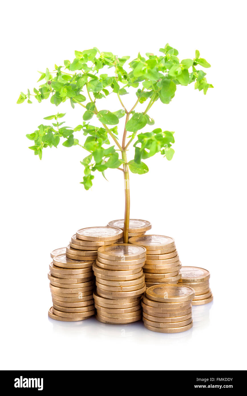 Money growing concept, isolated on white background Stock Photo - Alamy