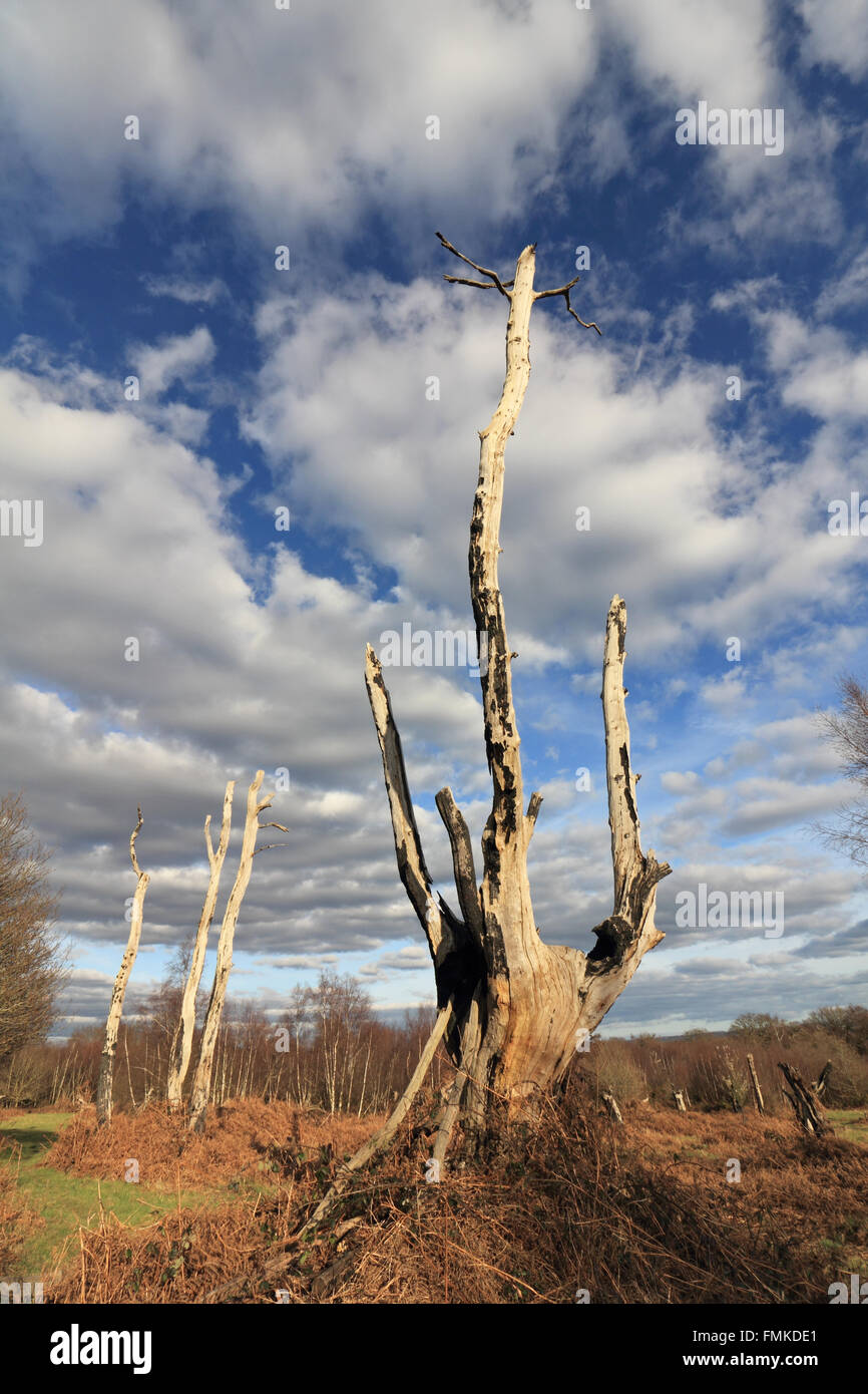 Ashtead hi-res stock photography and images - Alamy