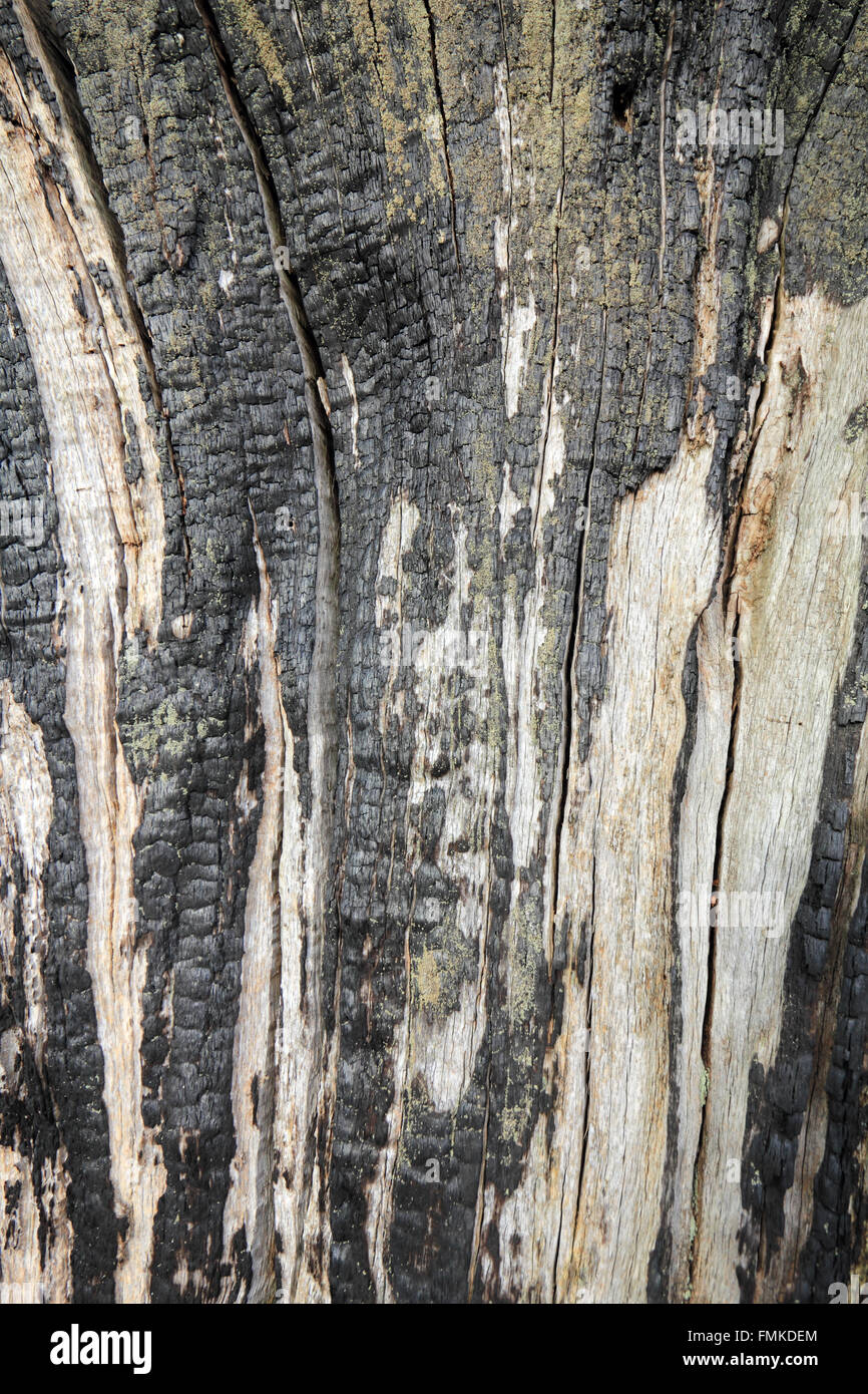 Burnt tree hi-res stock photography and images - Alamy