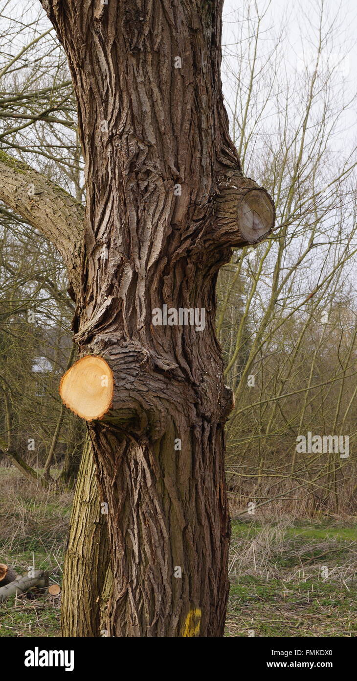Texture of tree bark with freshly chopped tree branch Stock Photo - Alamy