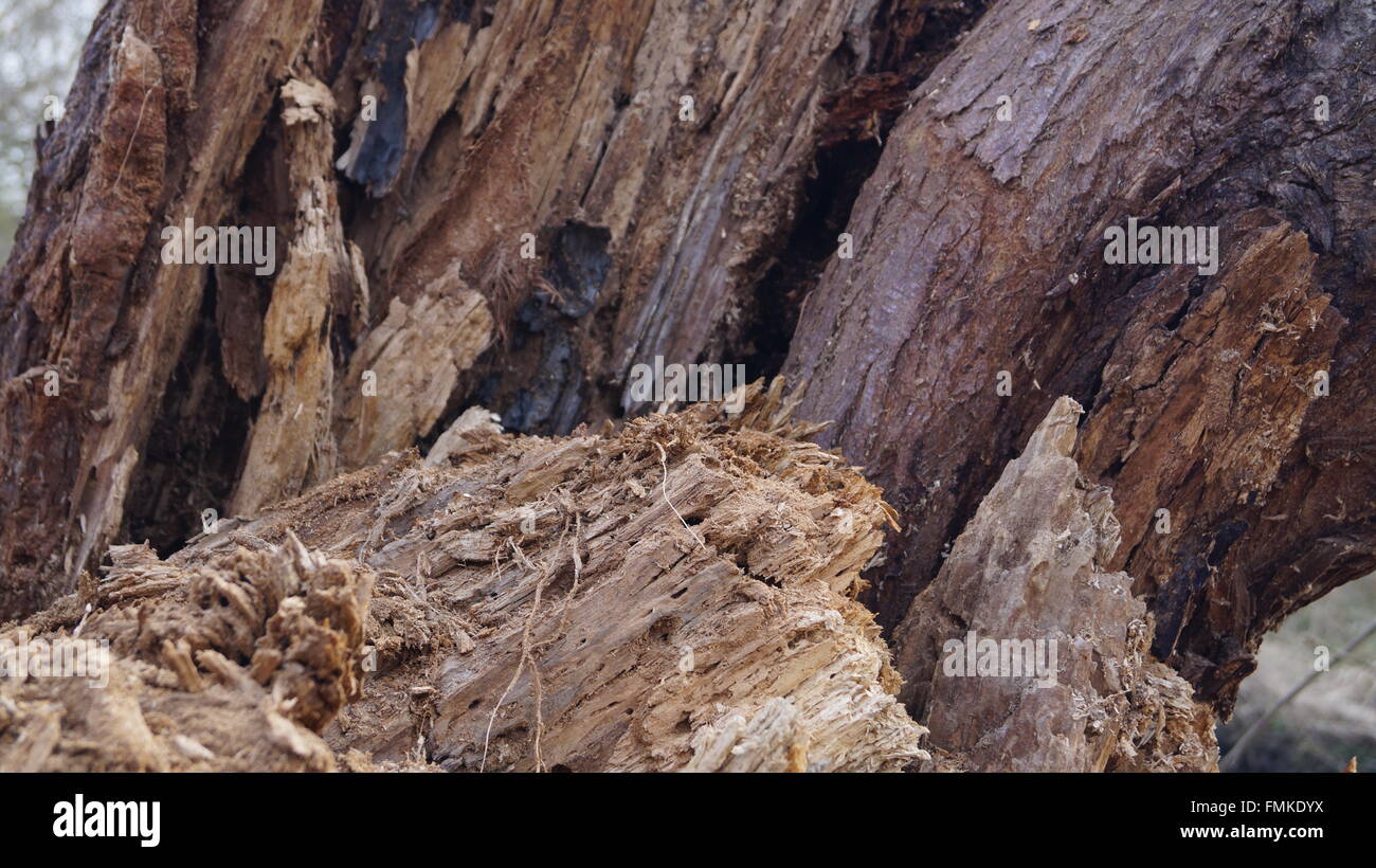 Close up of rotten tree stump Stock Photo - Alamy