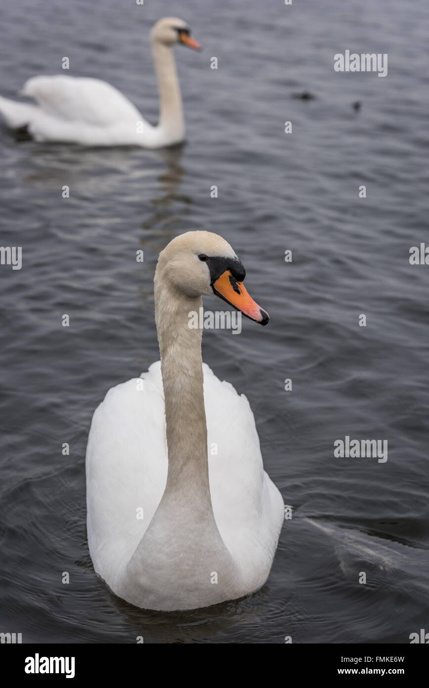 Chasewater reservoir hi-res stock photography and images - Alamy