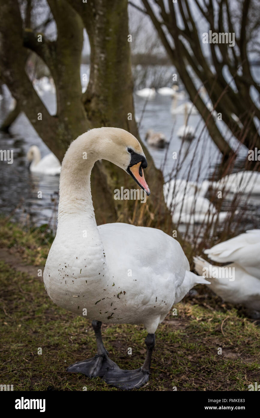 Chasewater Reservoir High Resolution Stock Photography and Images - Alamy