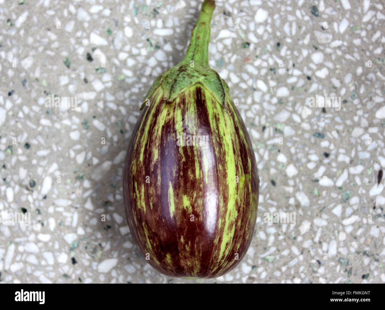 Variegated purple Brinjal, Solanum melongena, hybrid cultivar with ...
