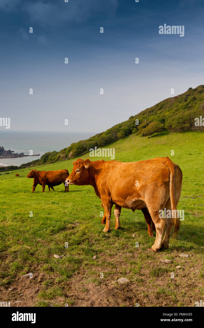 Devon red cattle hi-res stock photography and images - Alamy