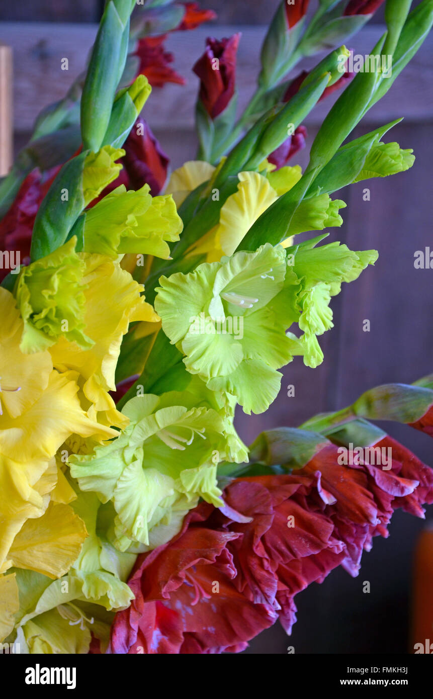 Colorful autumn gladiola flowers Stock Photo - Alamy
