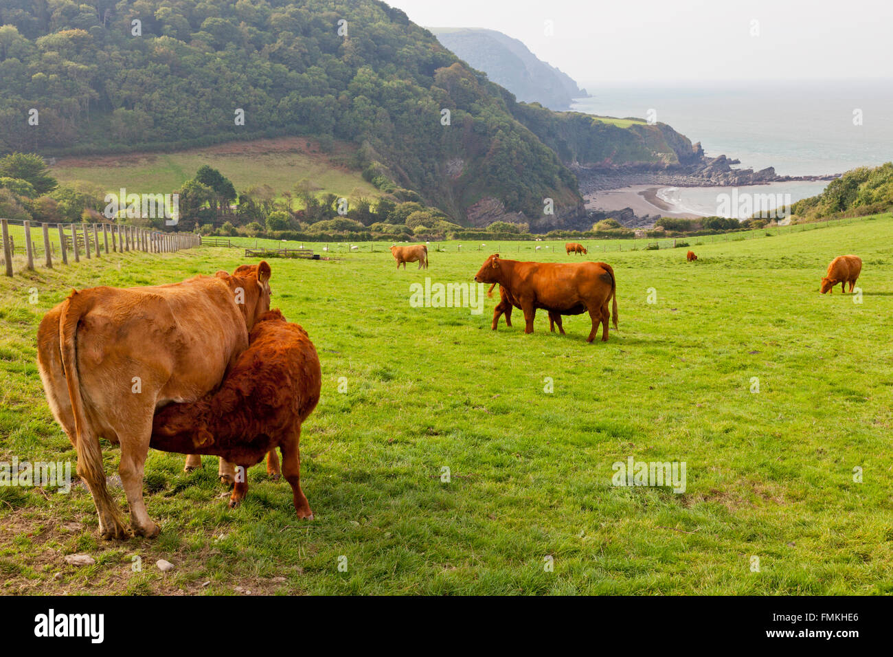 North devon cattle hi-res stock photography and images - Alamy