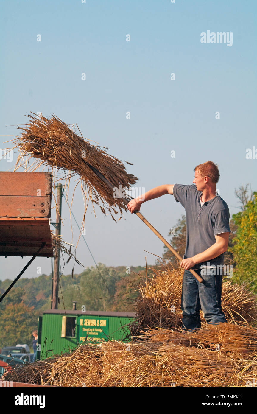 Sussex, Museum Threshing Machine Putting Wheat Sheaf into Machine With ...