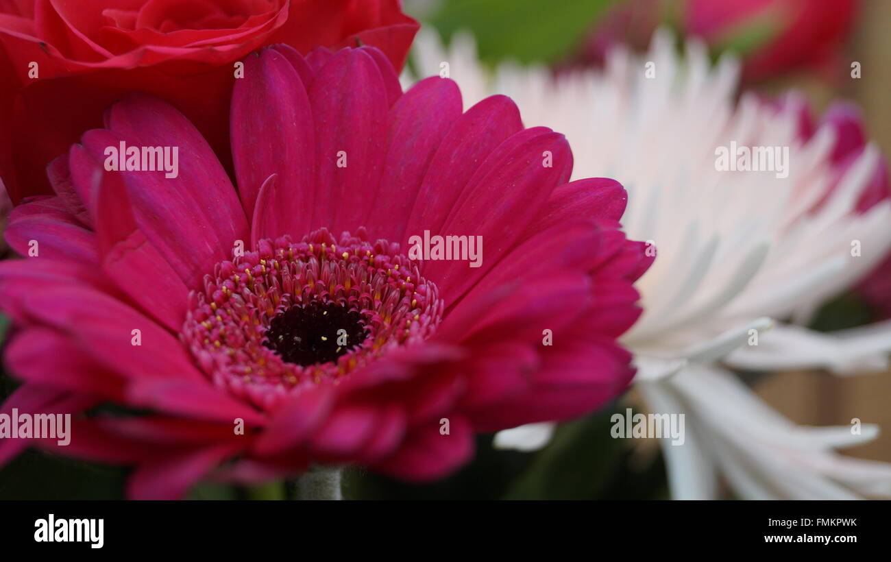 Pinky red petals hi-res stock photography and images - Alamy