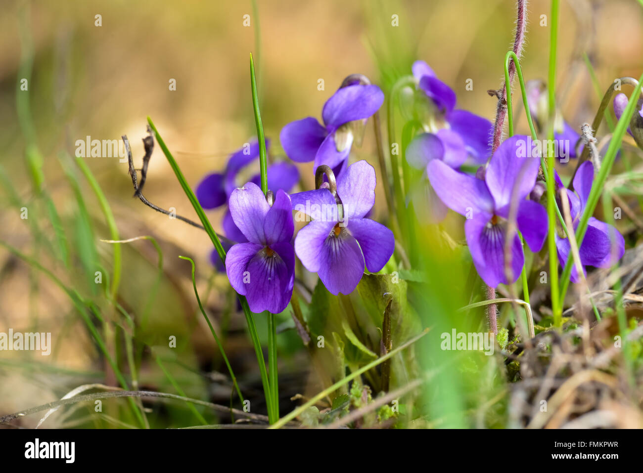 Purple violets in a sunny day Stock Photo - Alamy