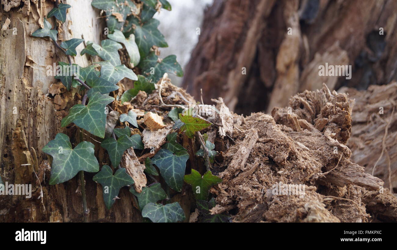 Growing on rotten fallen tree hi-res stock photography and images - Alamy