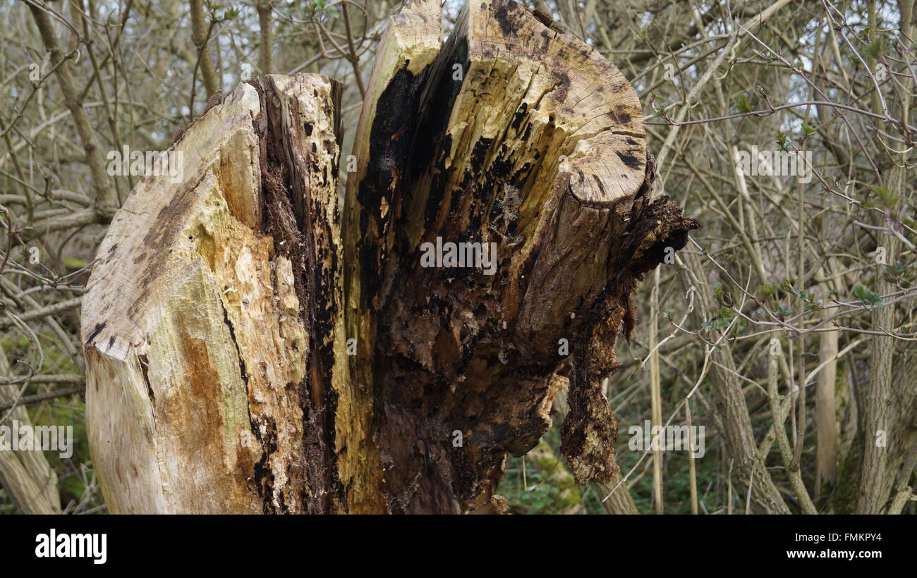 Park of rotting tree trunk Stock Photo - Alamy
