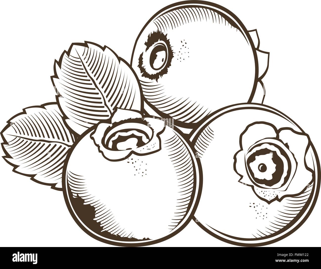 Bilberry in vintage style. Line art vector illustration Stock Vector ...