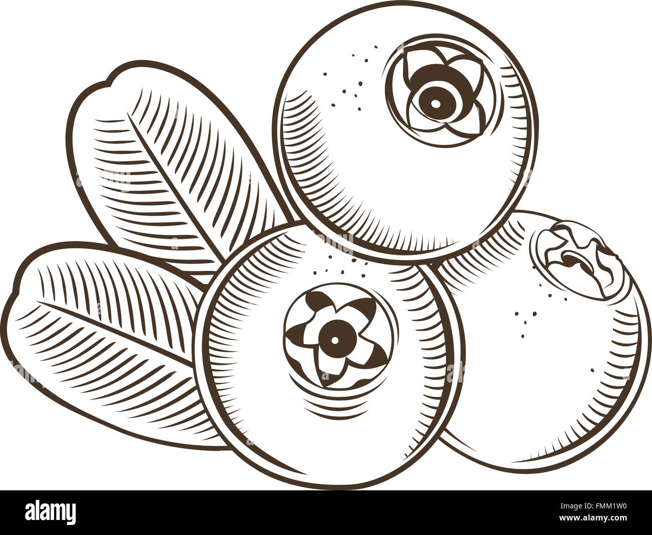 Bilberry in vintage style hi-res stock photography and images - Alamy