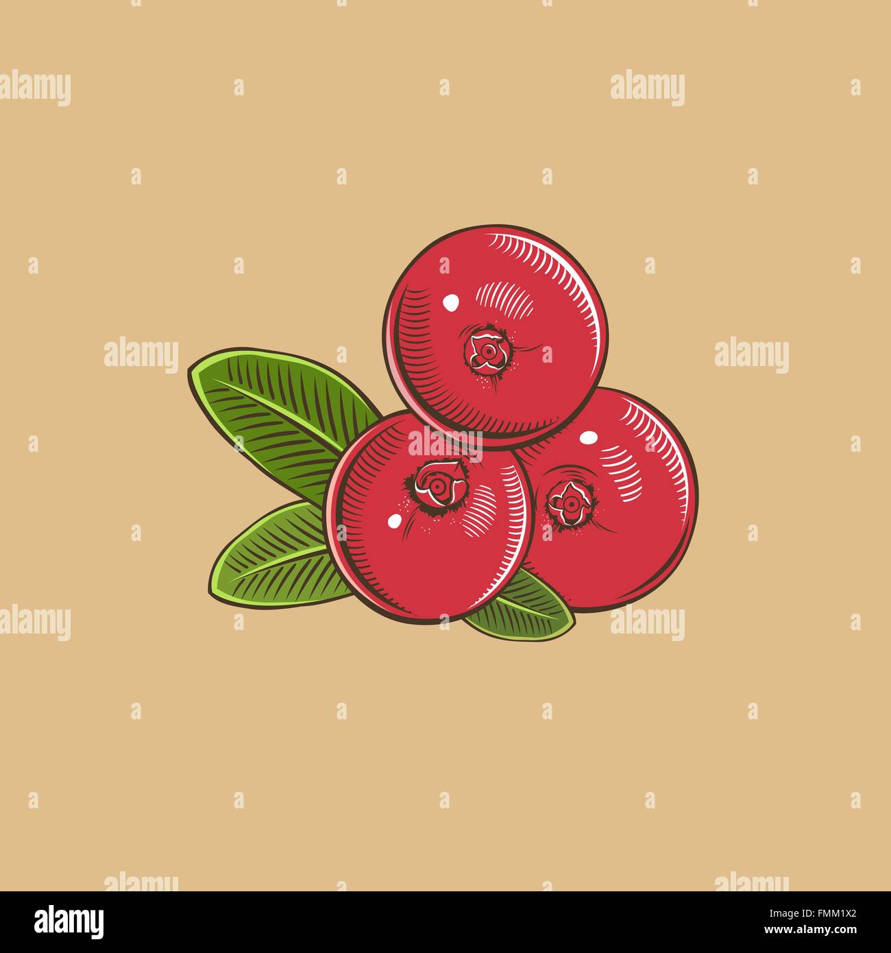 Cranberry in vintage style. Colored vector illustration Stock Vector ...