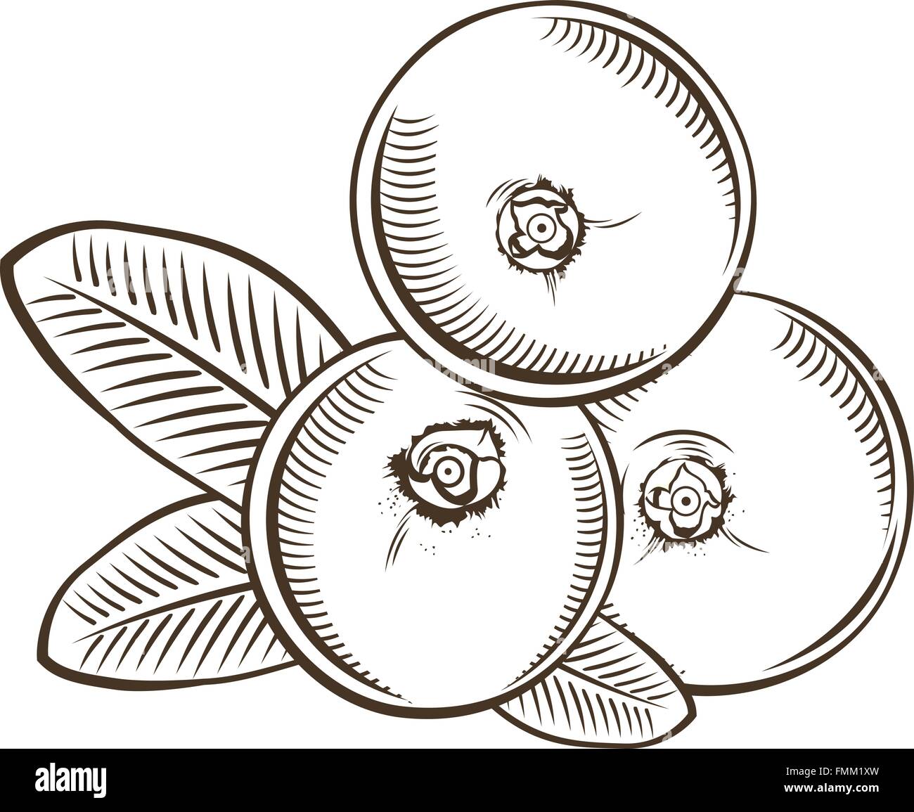 Cranberry in vintage style. Line art vector illustration Stock Vector ...