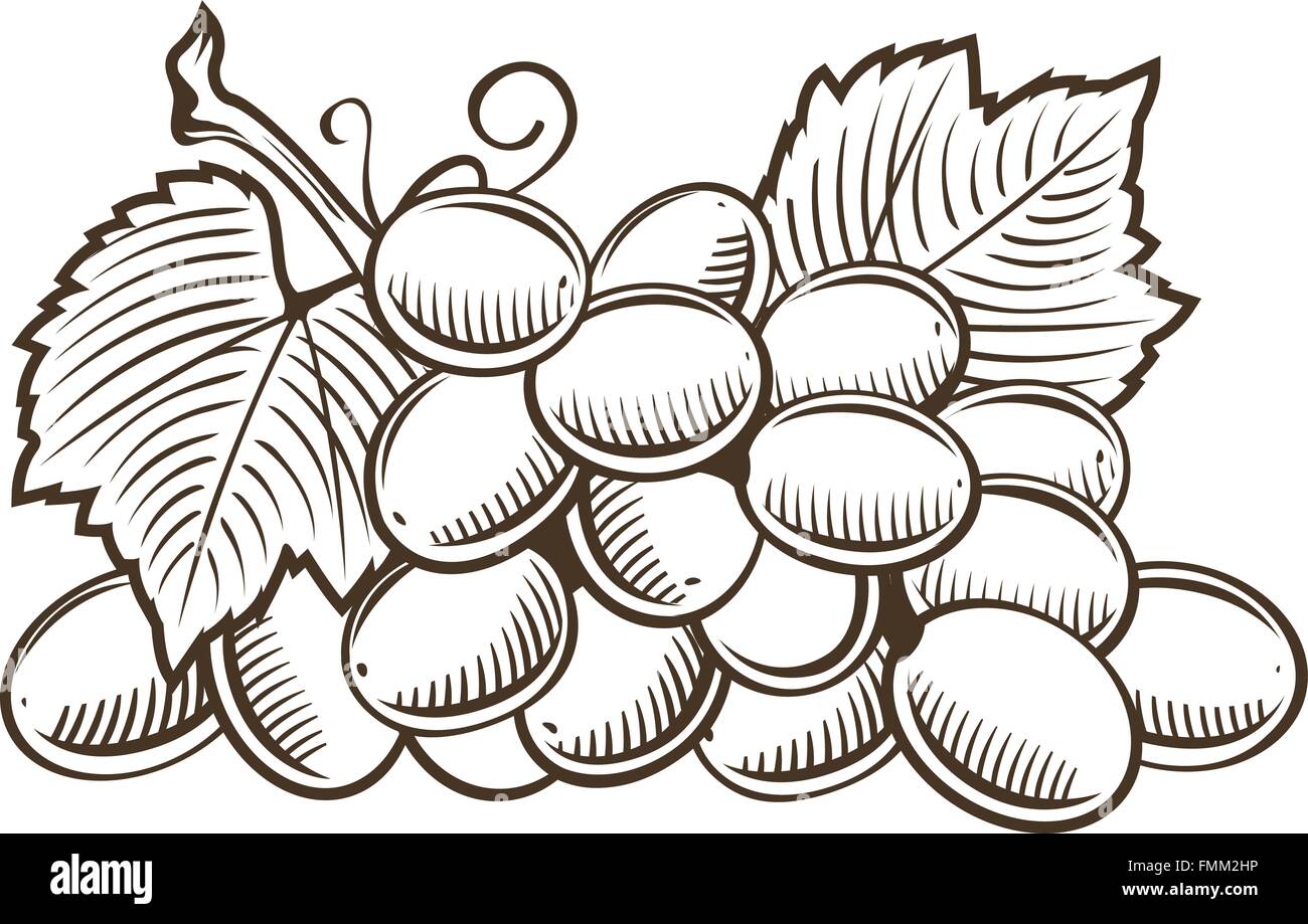 Grapes in vintage style. Line art vector illustration Stock Vector ...