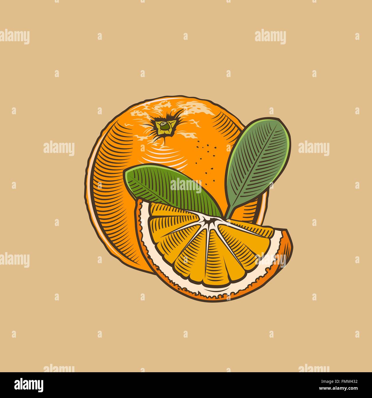 Orange in vintage style. Colored vector illustration Stock Vector Image ...