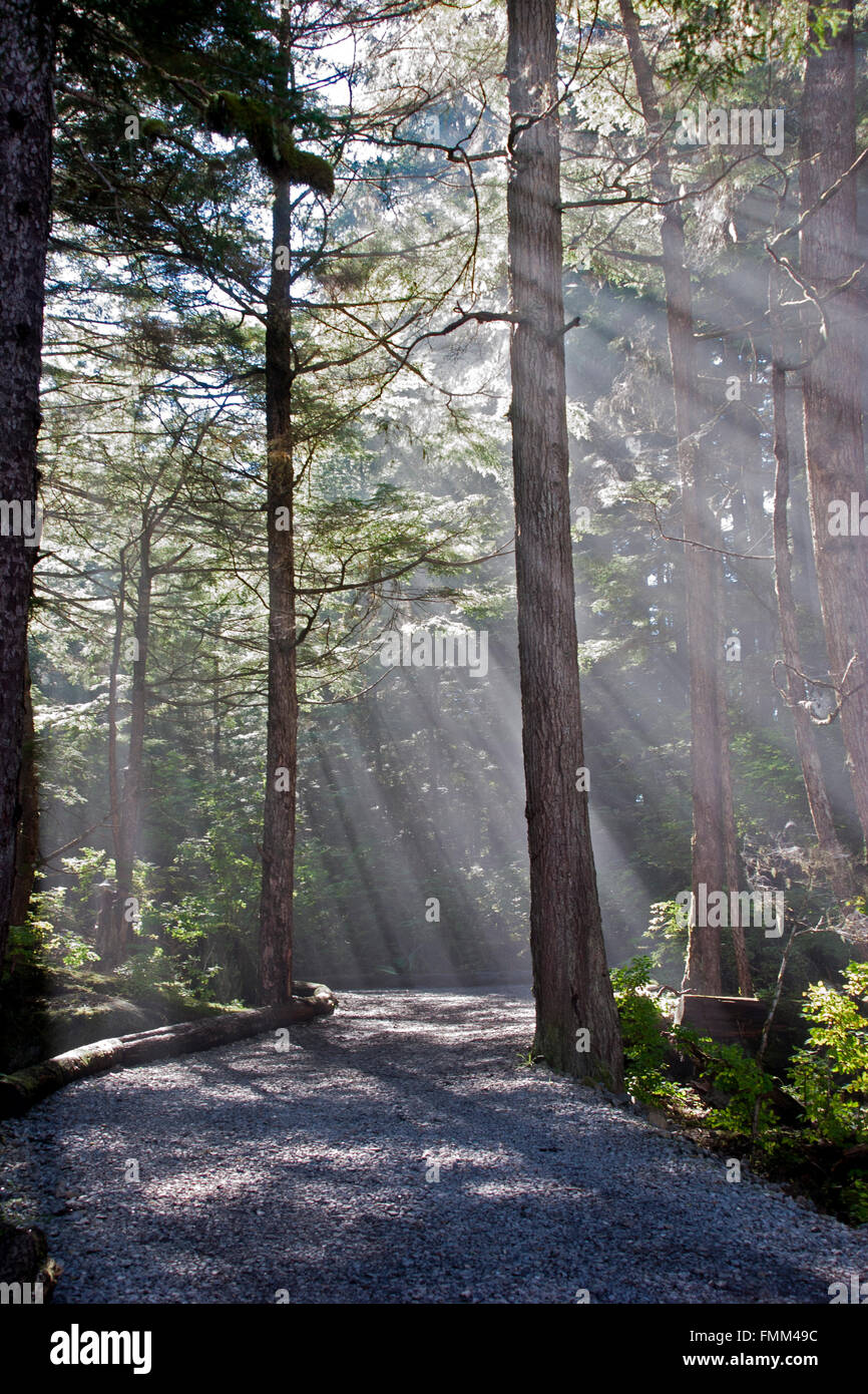 Sun rays through the trees enhanced by a fog bank which enhanced the ...
