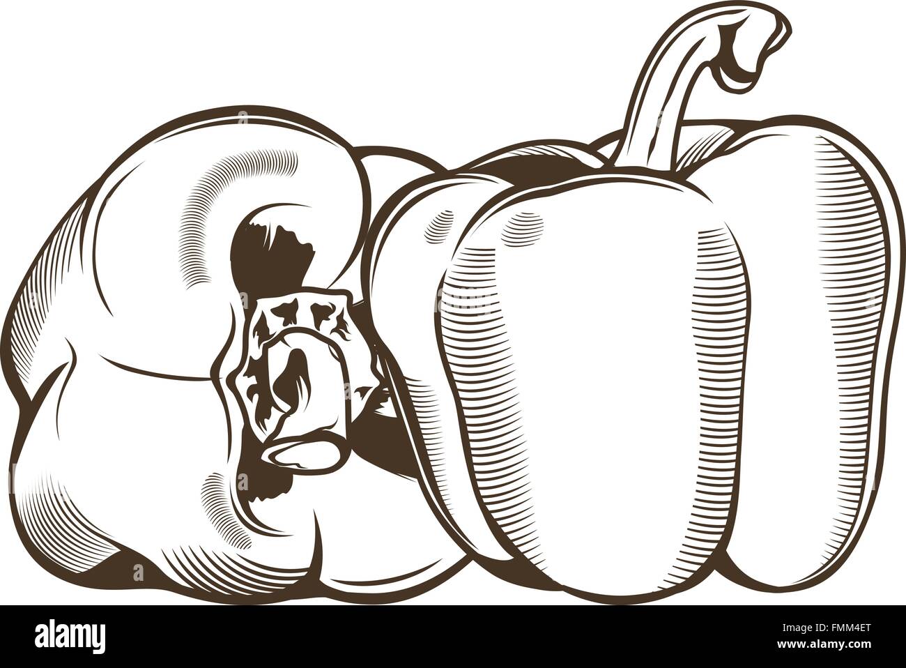 Bell-peppers in vintage style. Line art vector illustration Stock ...