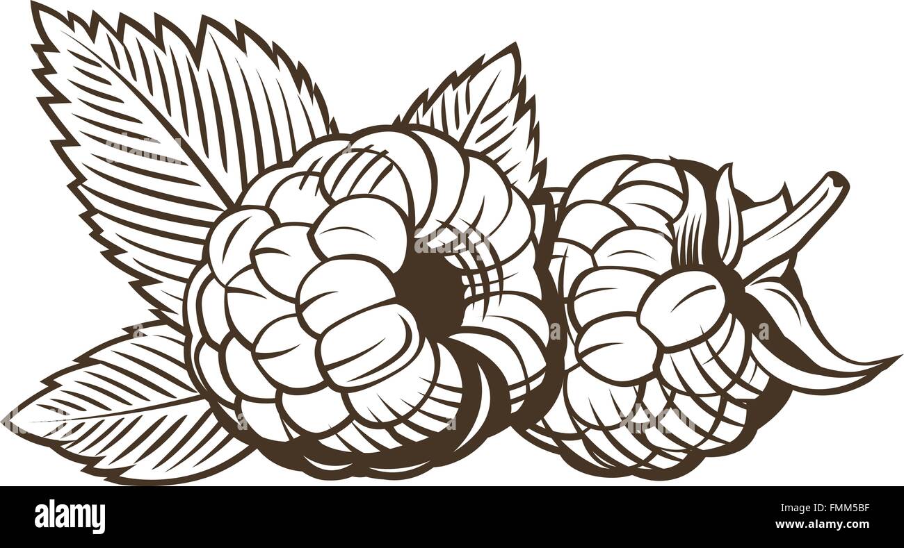 Raspberry in vintage style. Line art vector illustration Stock Vector ...