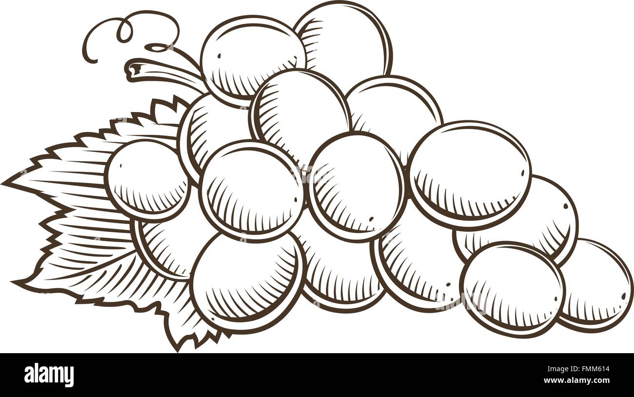 Grapes in vintage style. Line art vector illustration Stock Vector ...