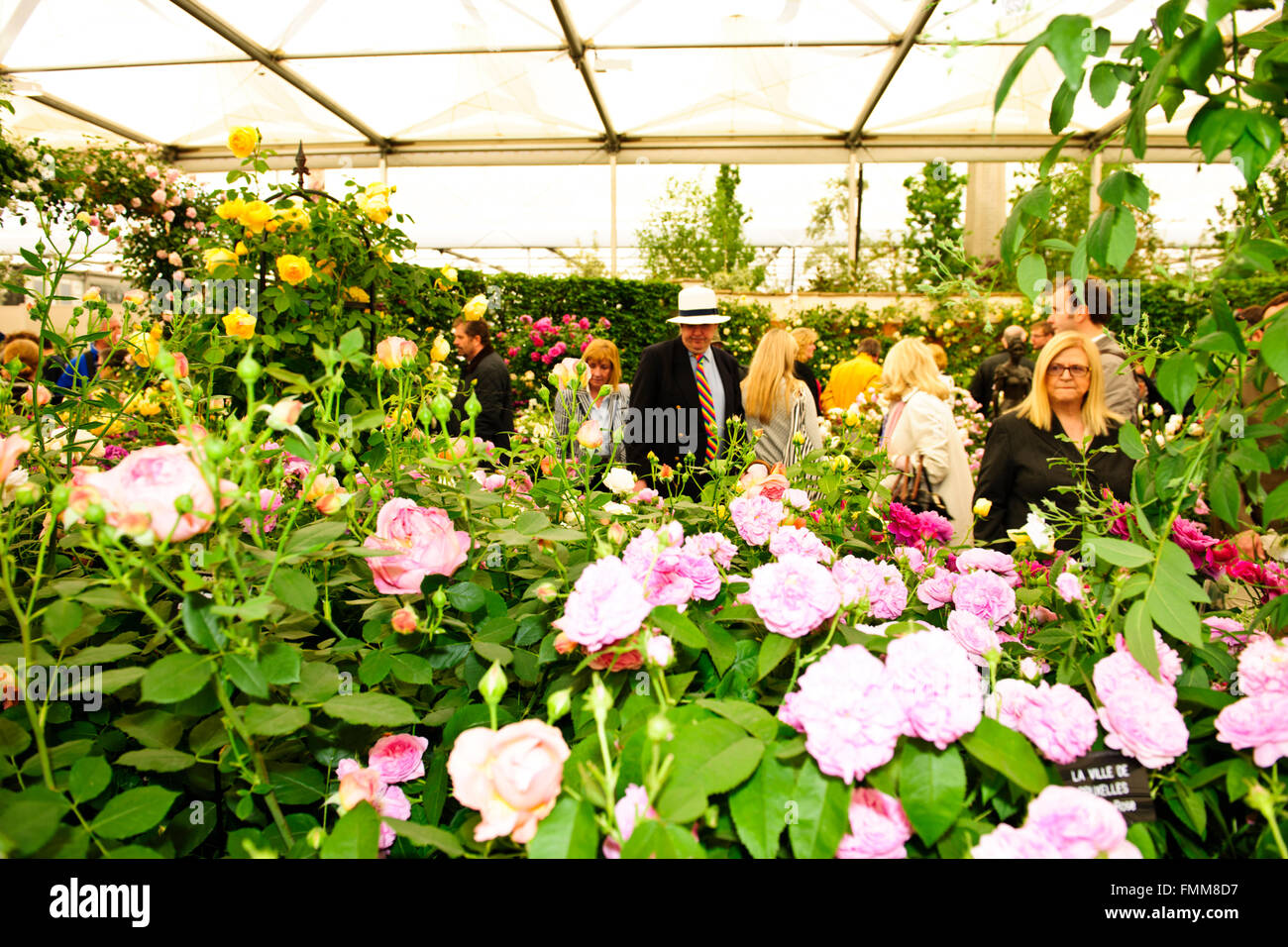David Austin Roses,Very Popular Five day calendar Event,The Queen ...