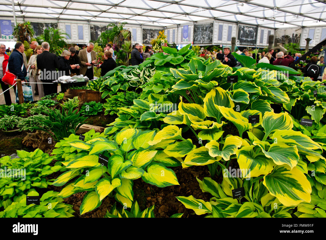 Bookfield plants Hosta Collection,Popular Five day calendar Event,The ...