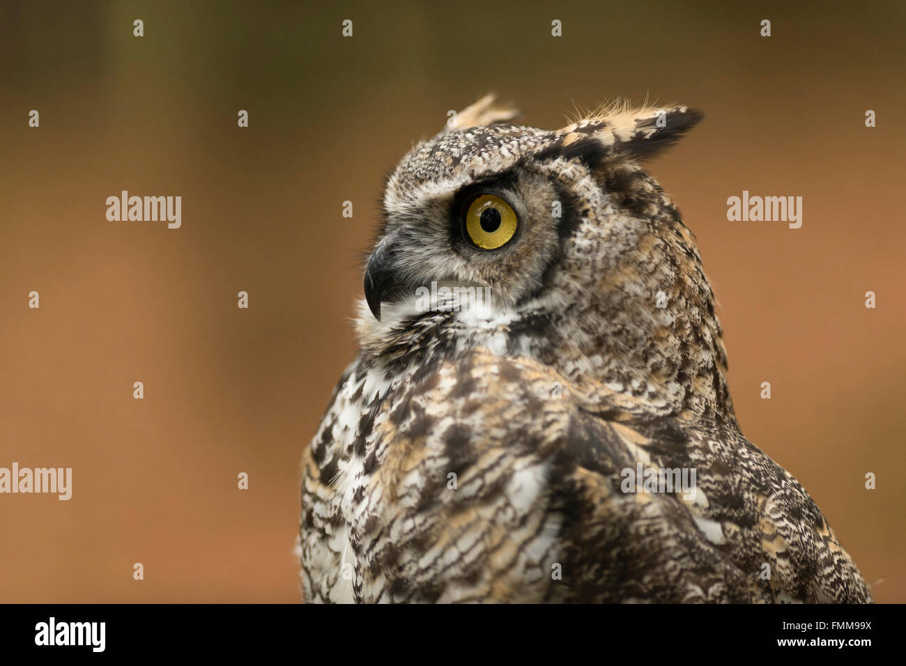 Great Horned Owl / Tiger Owl / Virginia Uhu ( Bubo virginianus ...