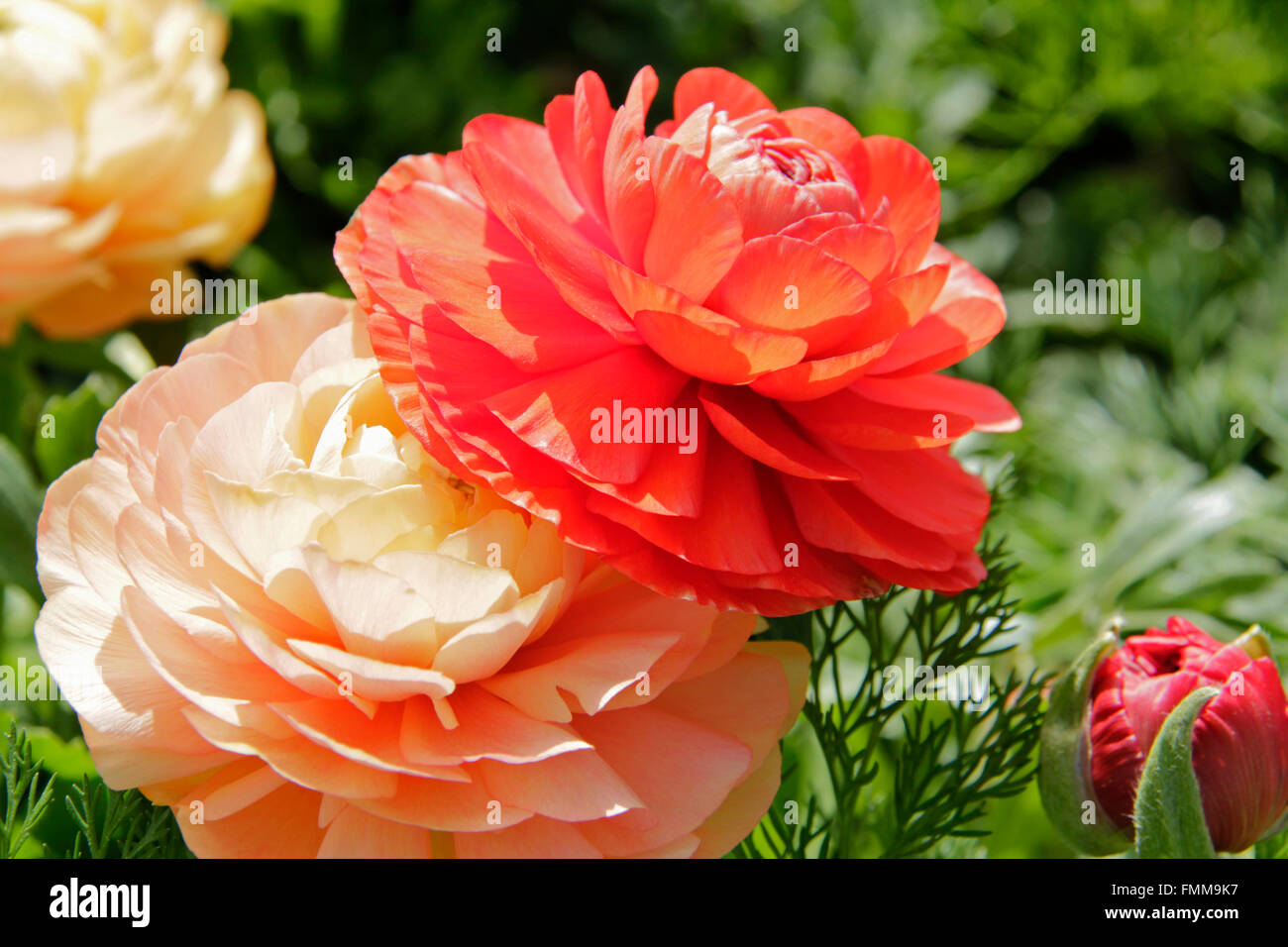 Colorful Persian buttercups in the garden, Ranunculus asiaticus Stock ...