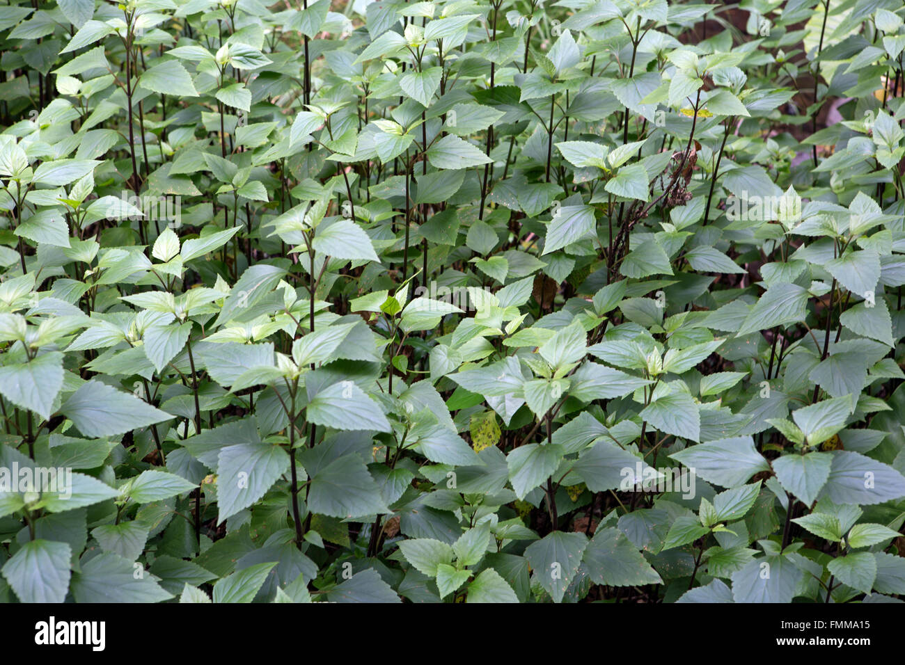 Ground cover creeper hi-res stock photography and images - Alamy
