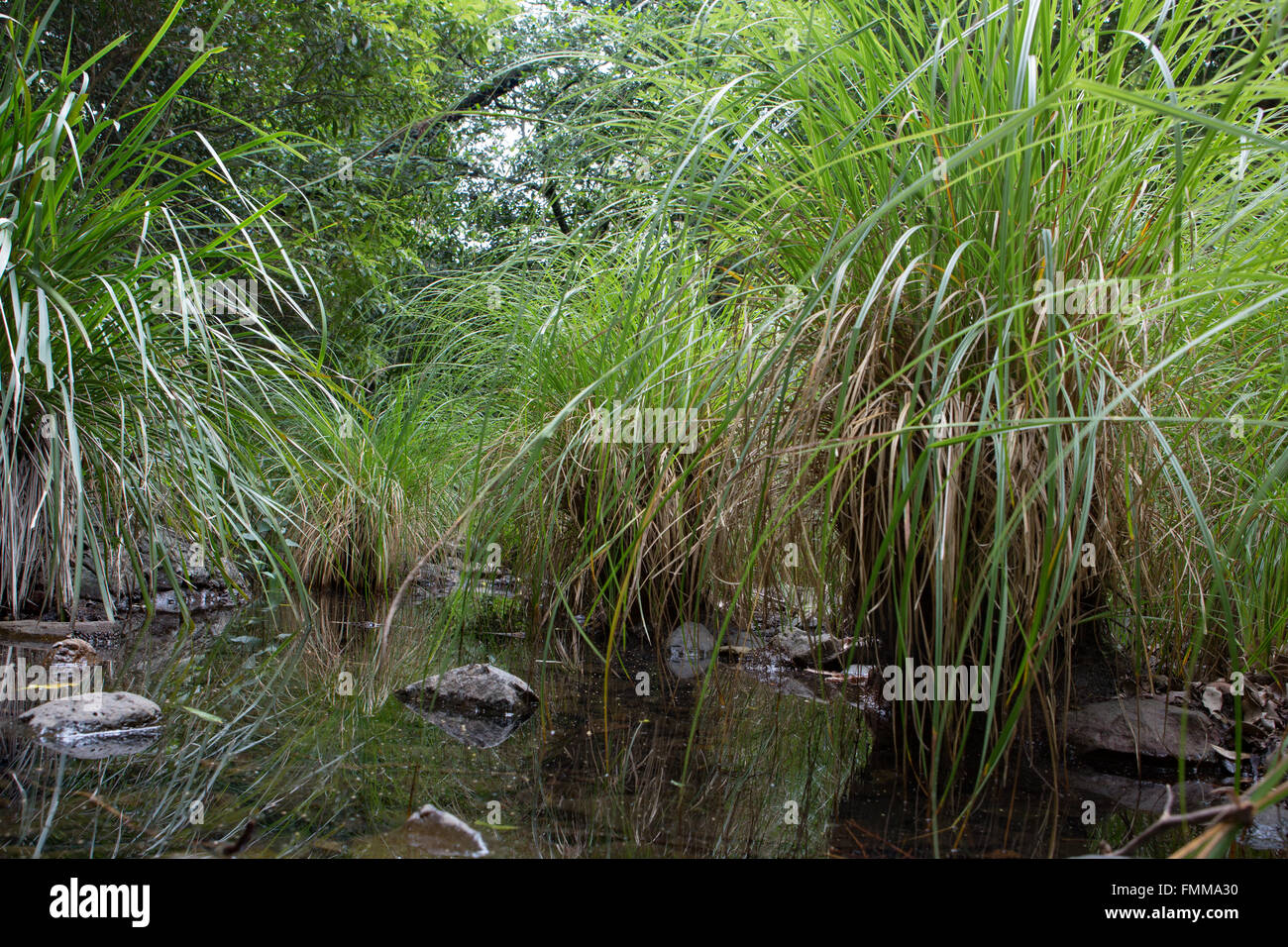 calm waters, a shallow creek in SE Queensland Stock Photo - Alamy