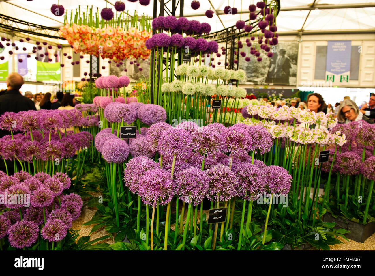 WS Warmenhoven Allium Specialists,Five day calendar Event,The Queen ...