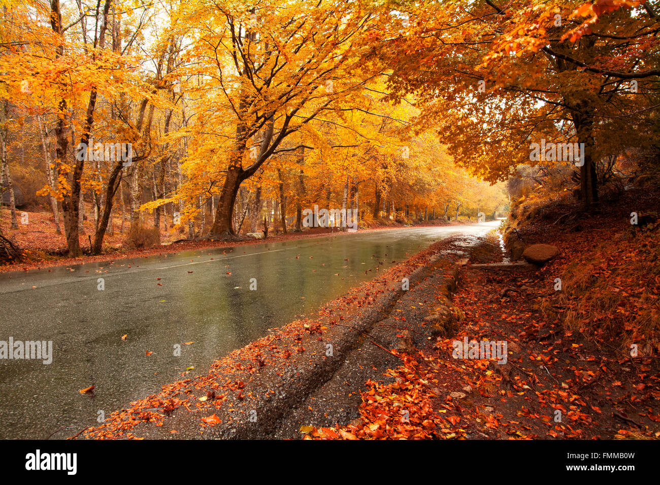 Autumn landscape with road and beautiful colored trees Stock Photo - Alamy