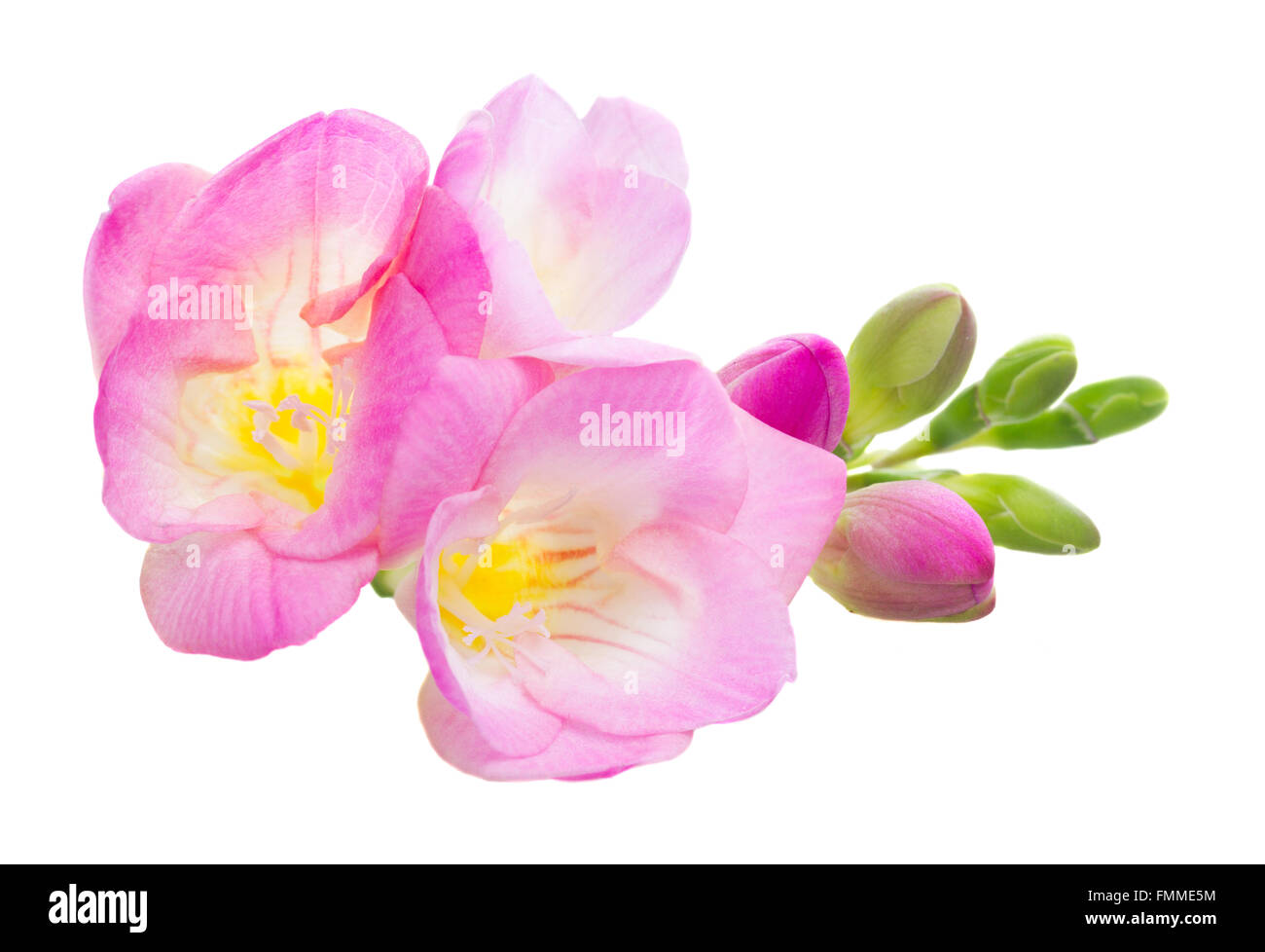 Fresh freesia flowers Stock Photo - Alamy