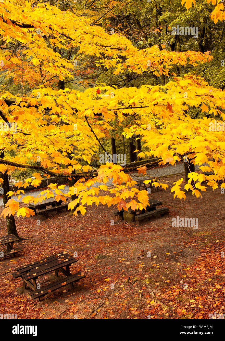 Autumn landscape with beautiful colored trees and benches Stock Photo ...