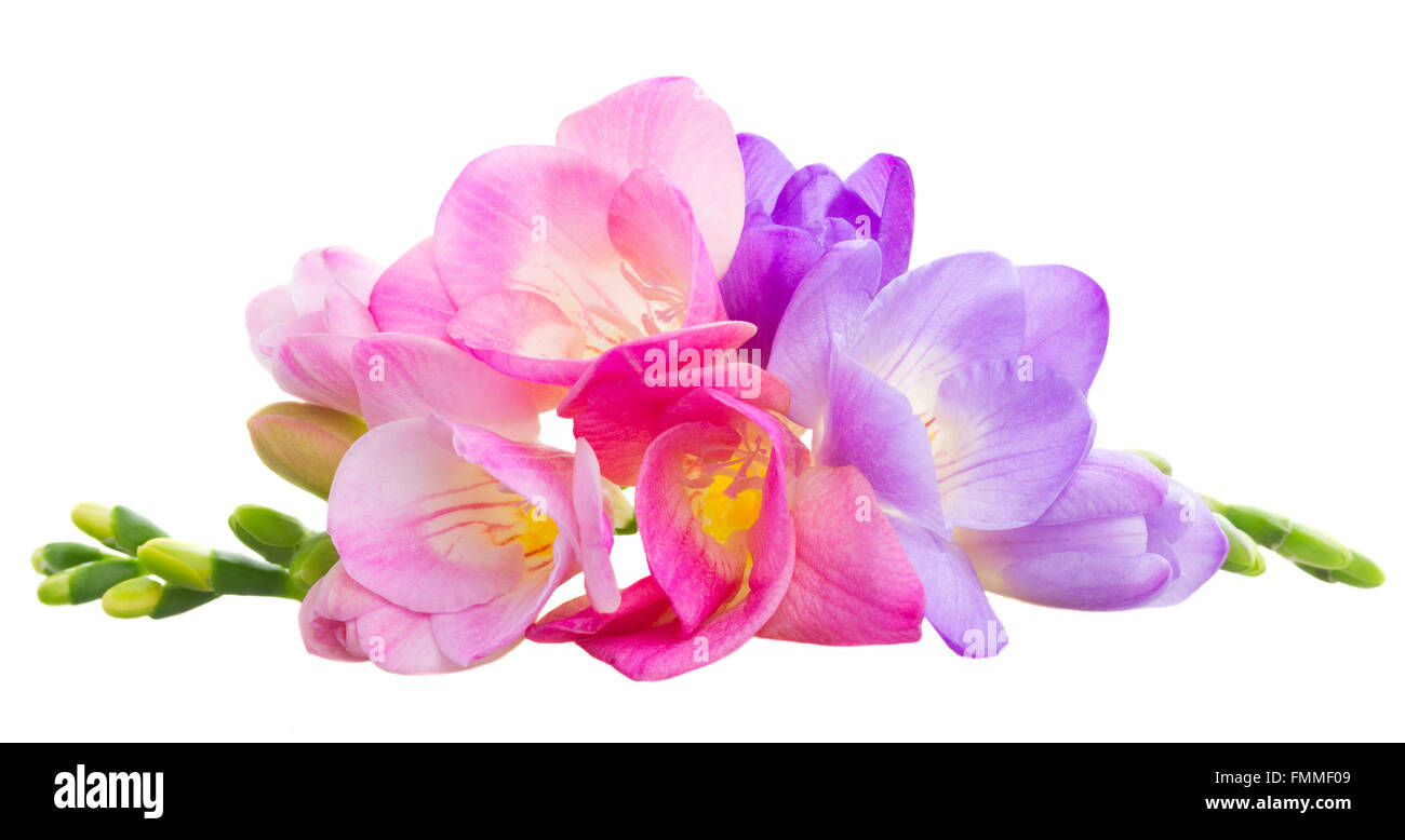 Fresh freesia flowers Stock Photo - Alamy