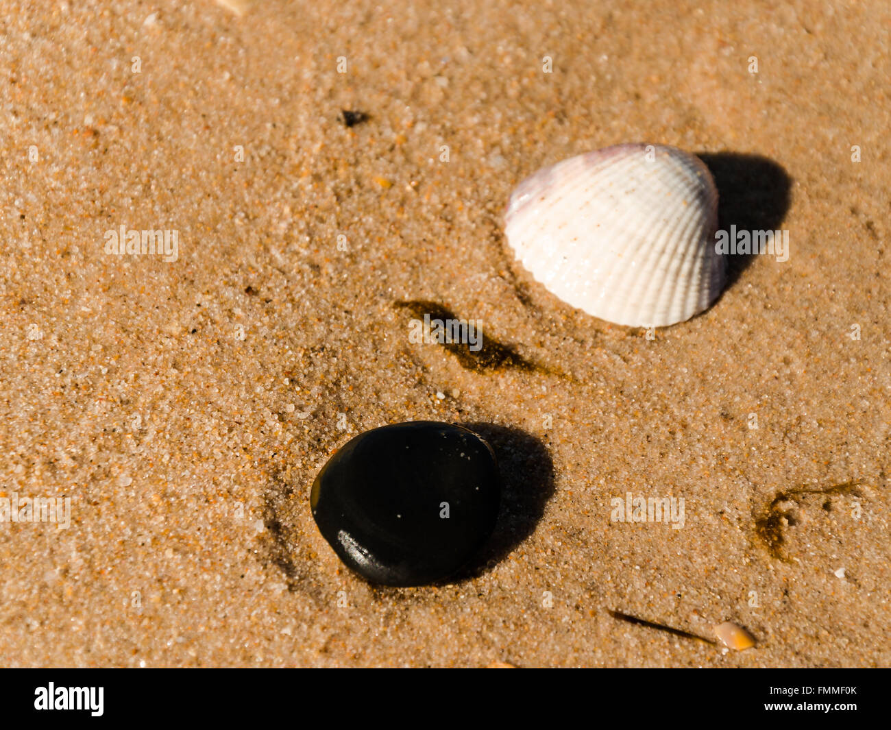 Conch shell black and white hi-res stock photography and images - Alamy