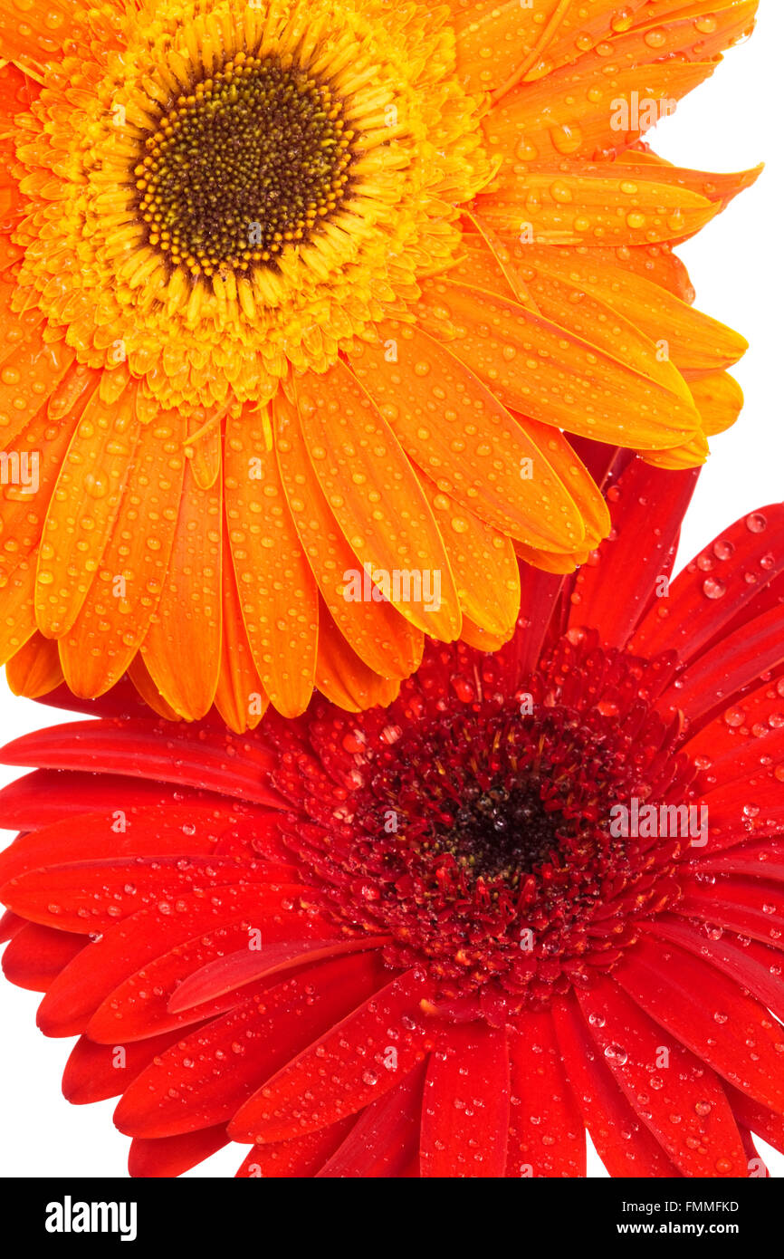 Beautiful two gerbera on a white background Stock Photo - Alamy