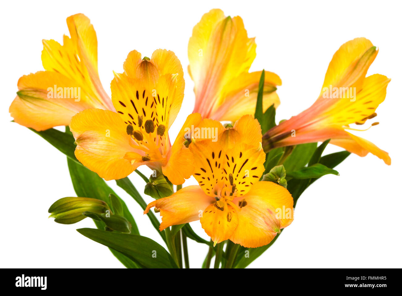 Beautiful orange alstroemeria on a white background Stock Photo - Alamy