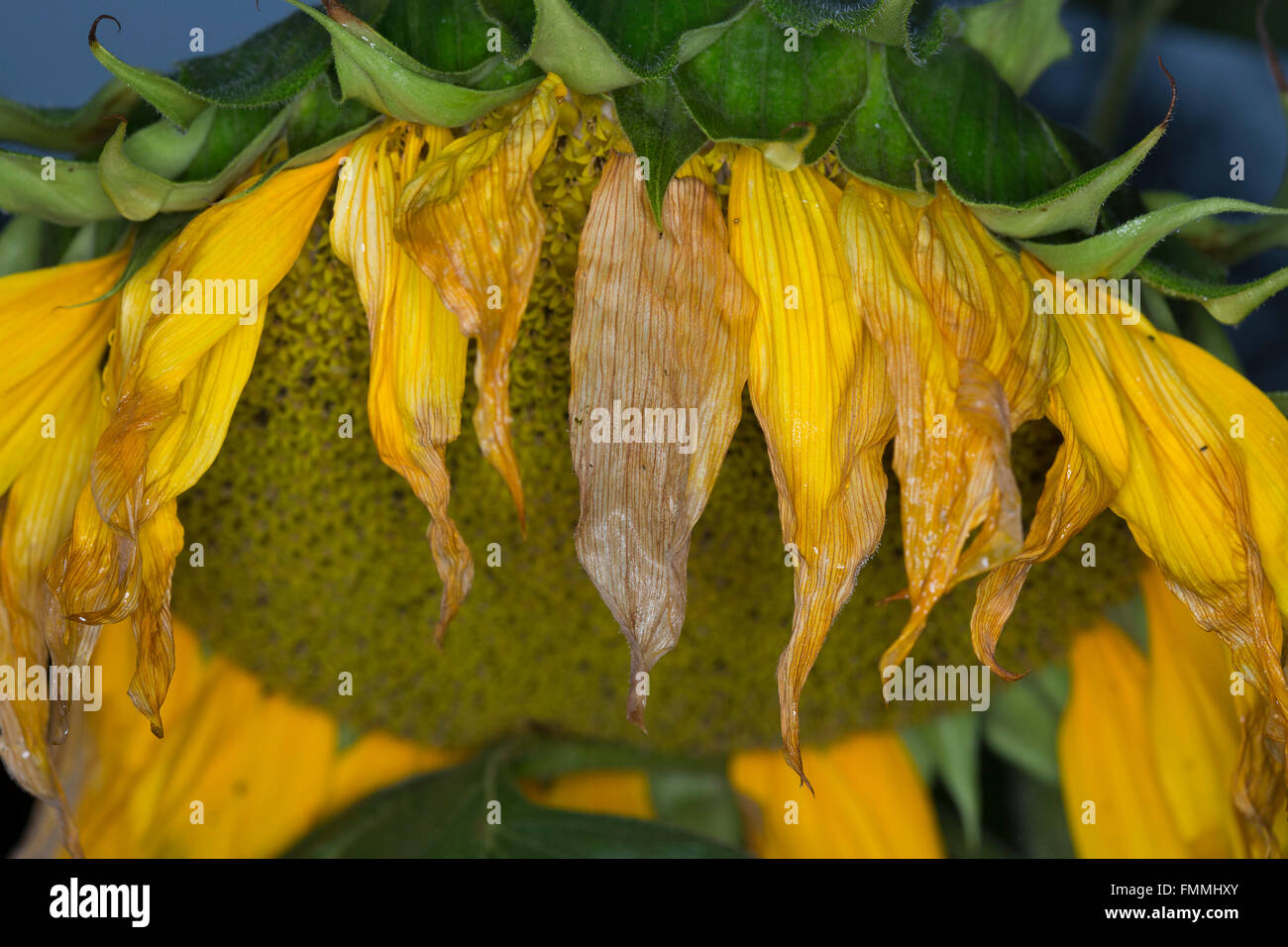 Beauty in the sun hi-res stock photography and images - Alamy