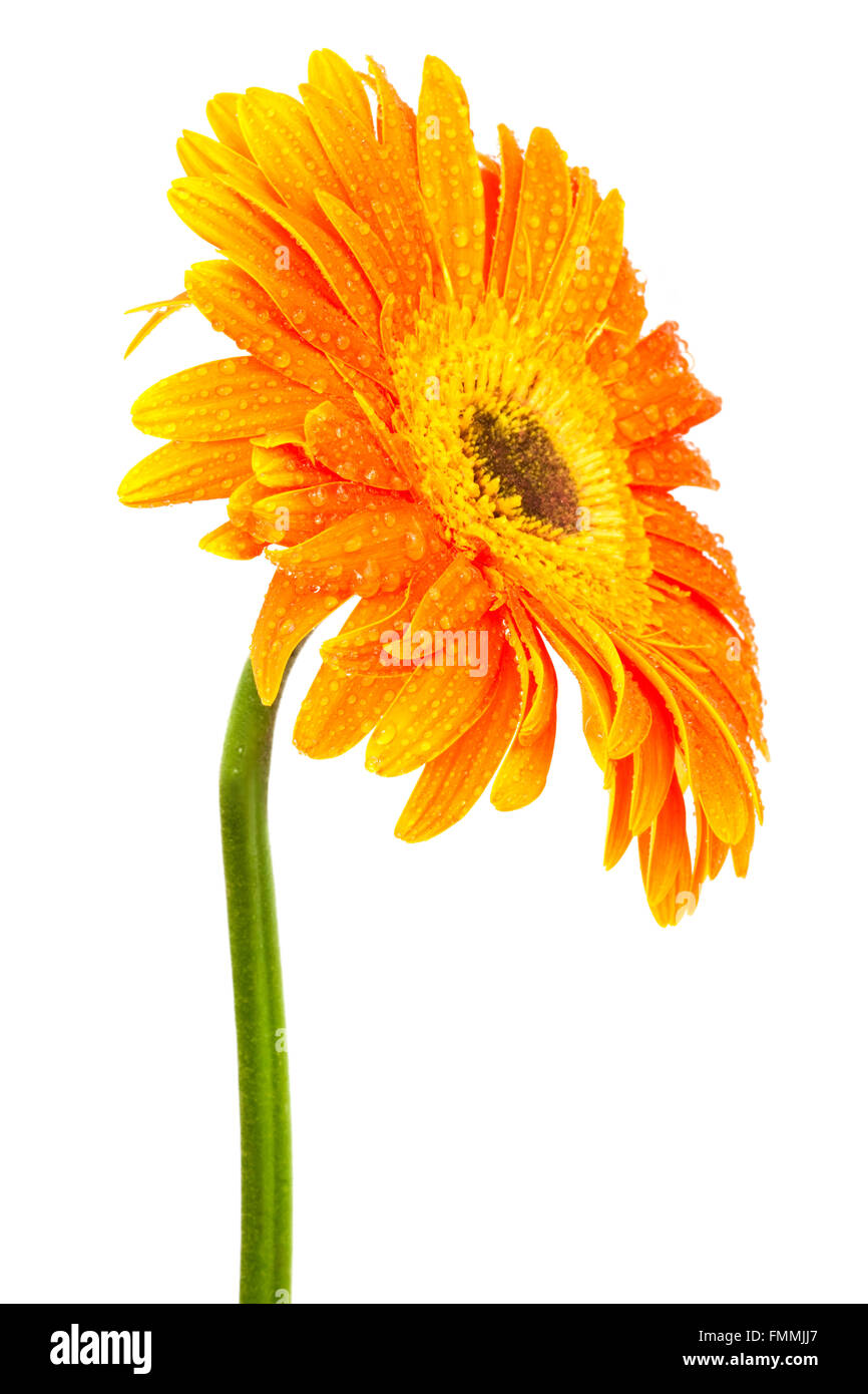 Beautiful orange gerber on a white background Stock Photo - Alamy