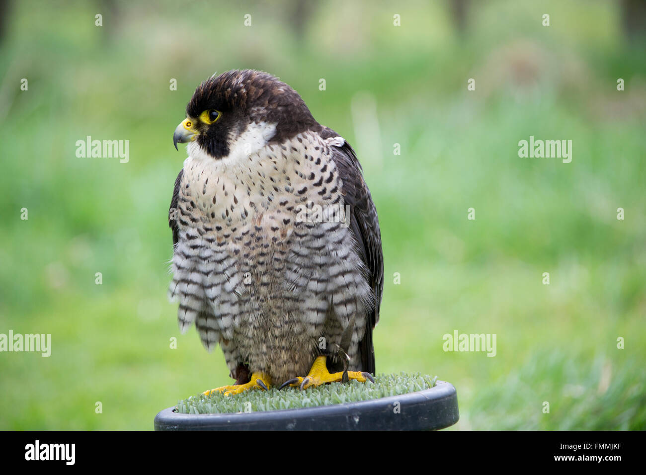 Male Peregrine Falcon Stock Photos & Male Peregrine Falcon Stock Images ...