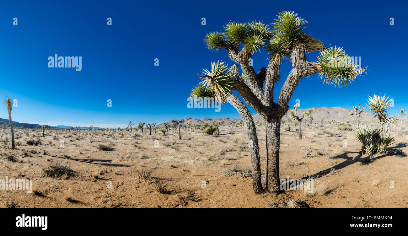Joshua tree in open desert panorama on a blue sky day Stock Photo - Alamy