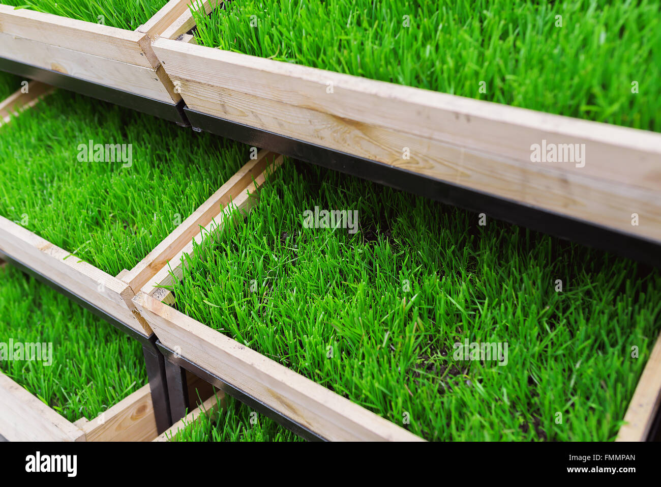 Grass in box hi-res stock photography and images - Alamy