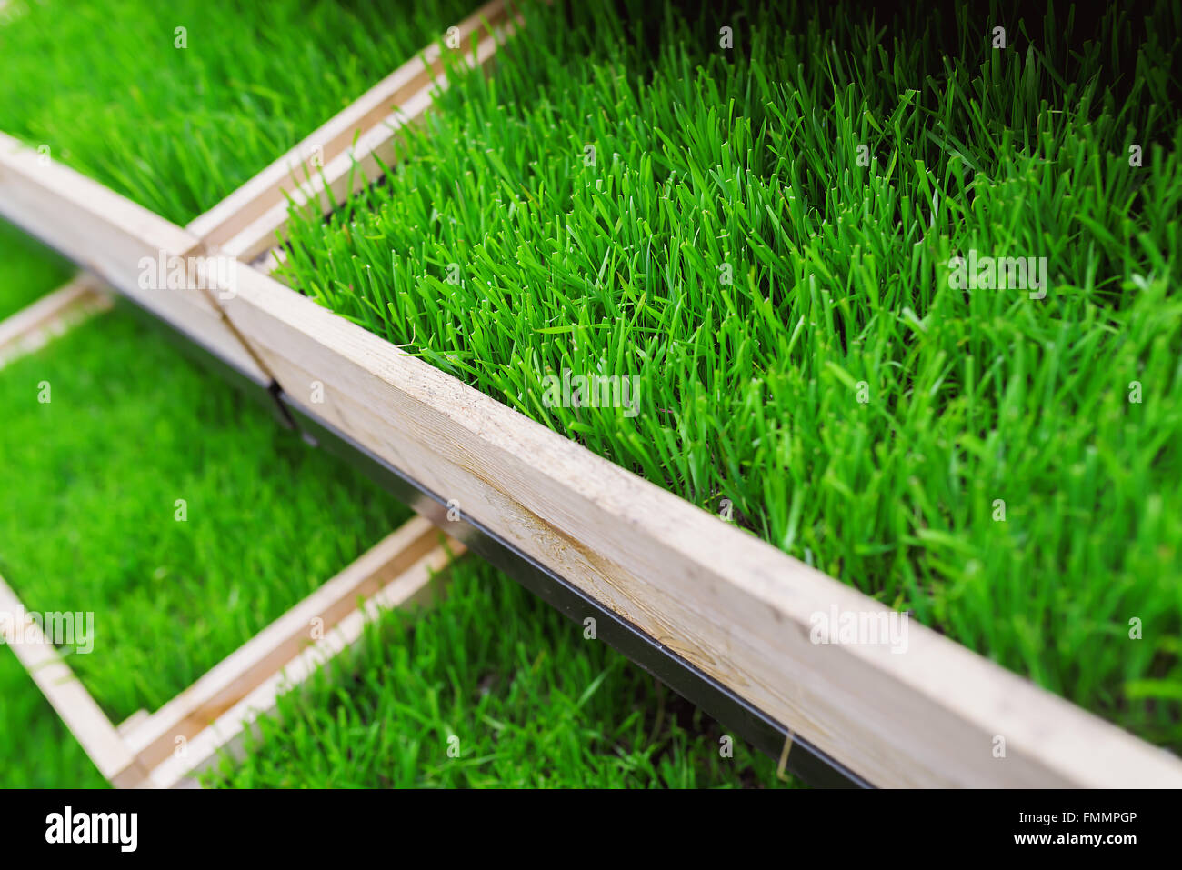 green grass in a wooden box Stock Photo - Alamy