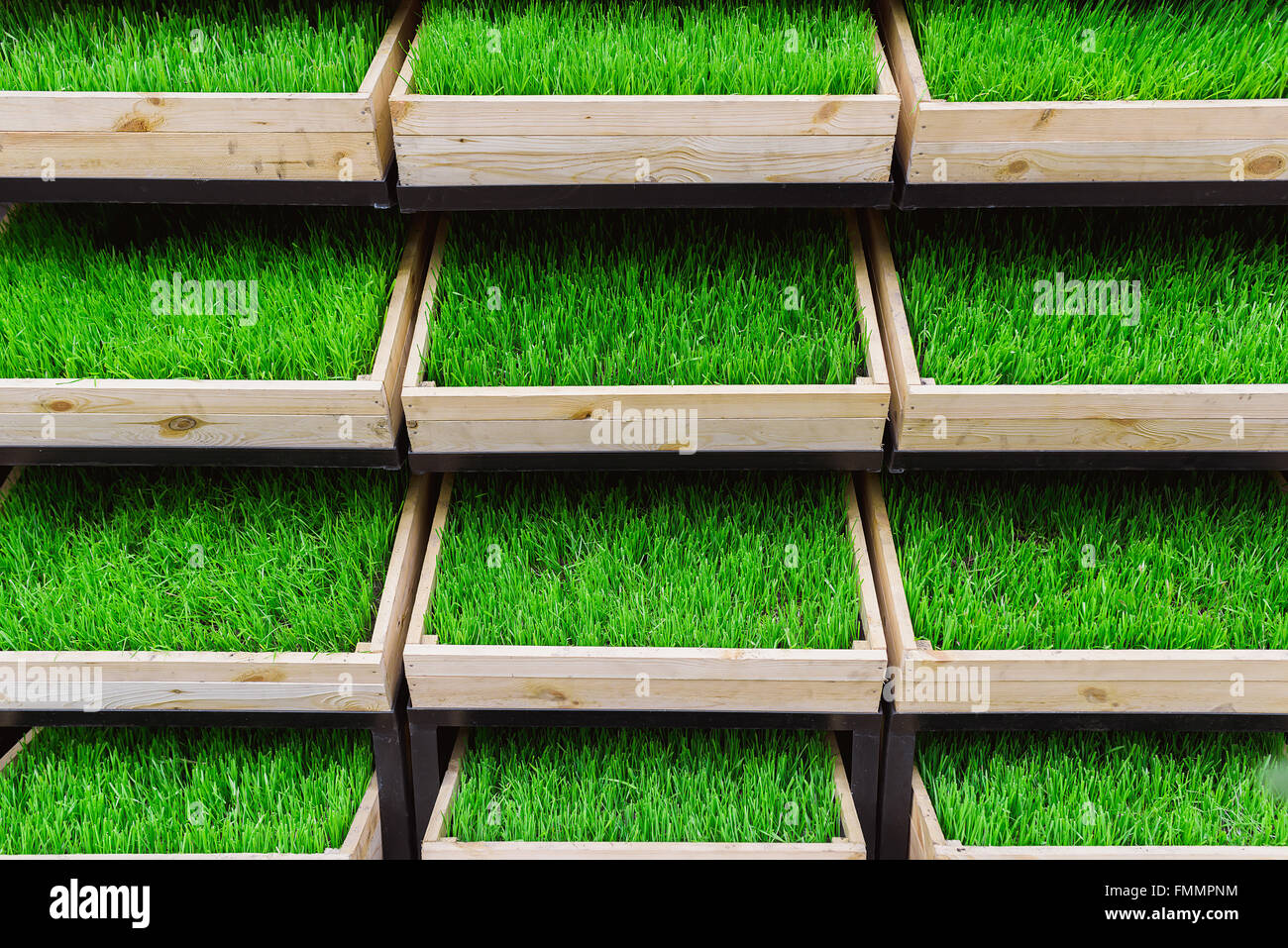 green grass in a wooden box Stock Photo - Alamy