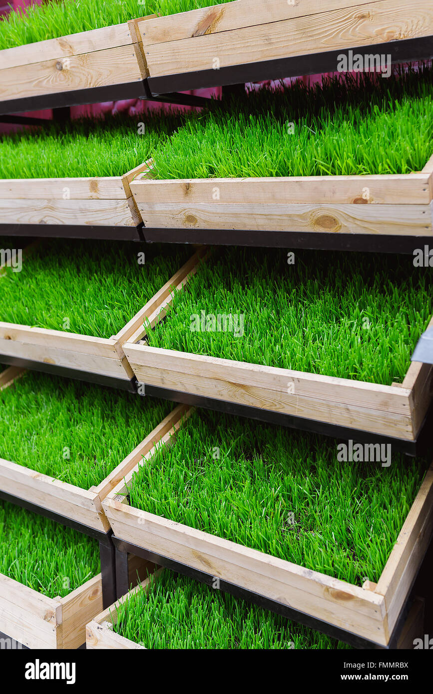 green grass in a wooden box Stock Photo - Alamy