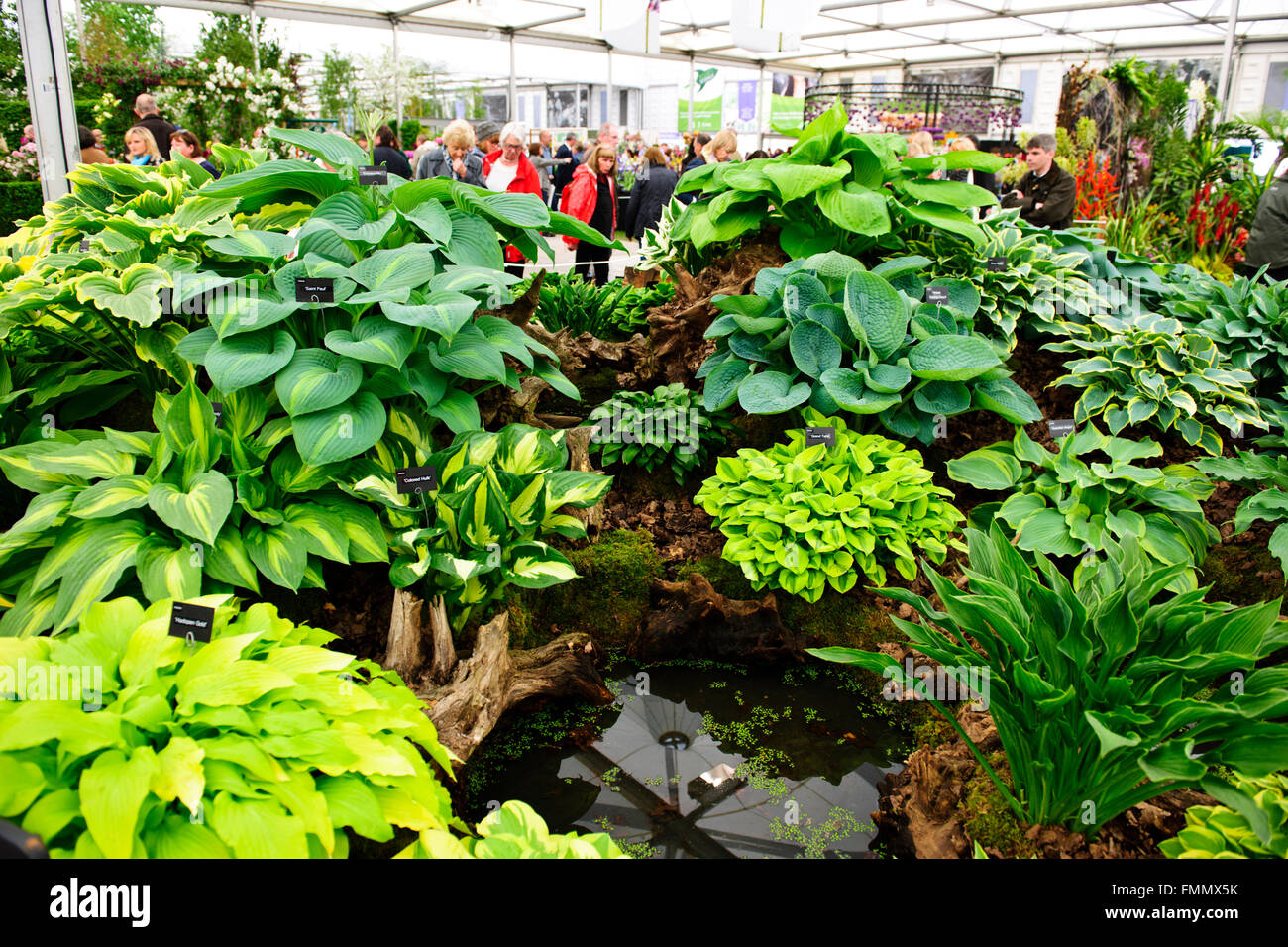 Bookfield plants Hosta Collection,Popular Five day calendar Event,The ...