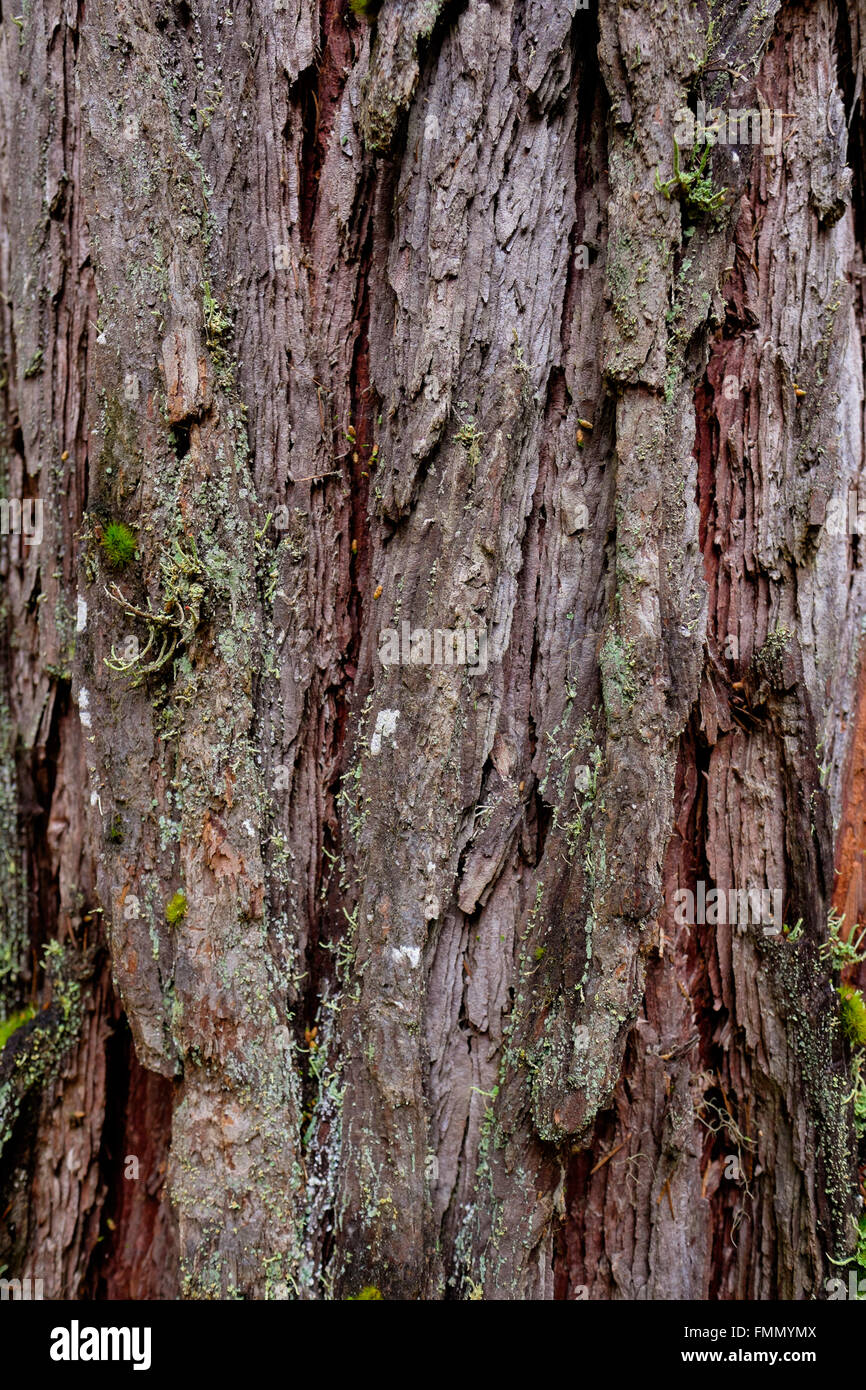 Wood bark tree texture abstract in a forest in Oregon Stock Photo - Alamy